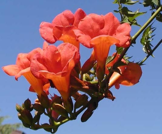 CAMPSIS RADICANS SAU TRAMBITA