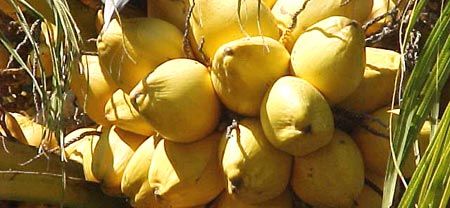 PALMIERUL DE COCOS (COCOS NUCIFERA)