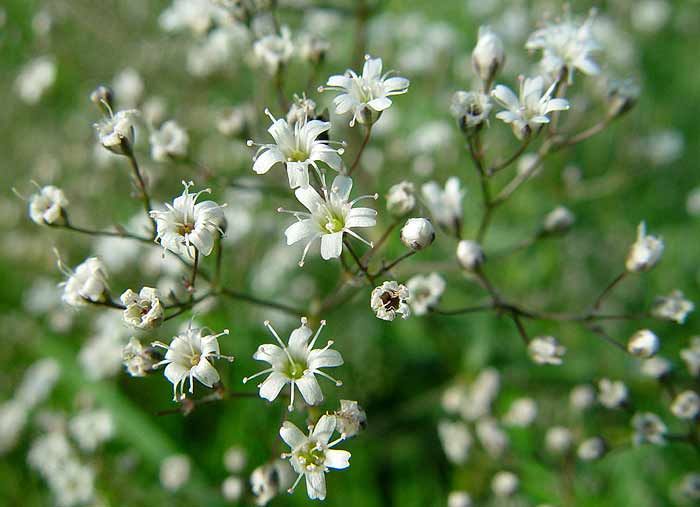 FLOAREA MIRESEI (GYPSOPHILA PANICULATA)