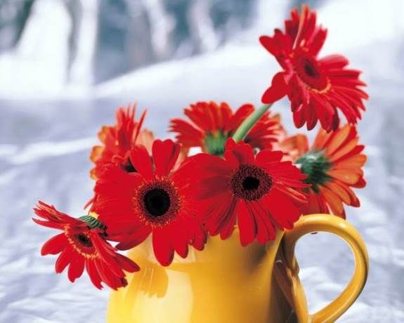 COLOREAZA-TI CASA CU FLORI DE GERBERA