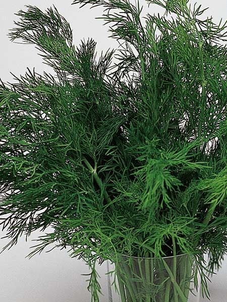 IERBURI ORNAMENTALE IN GRADINA