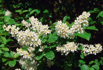 MALINUL (PADUS AVIUM)